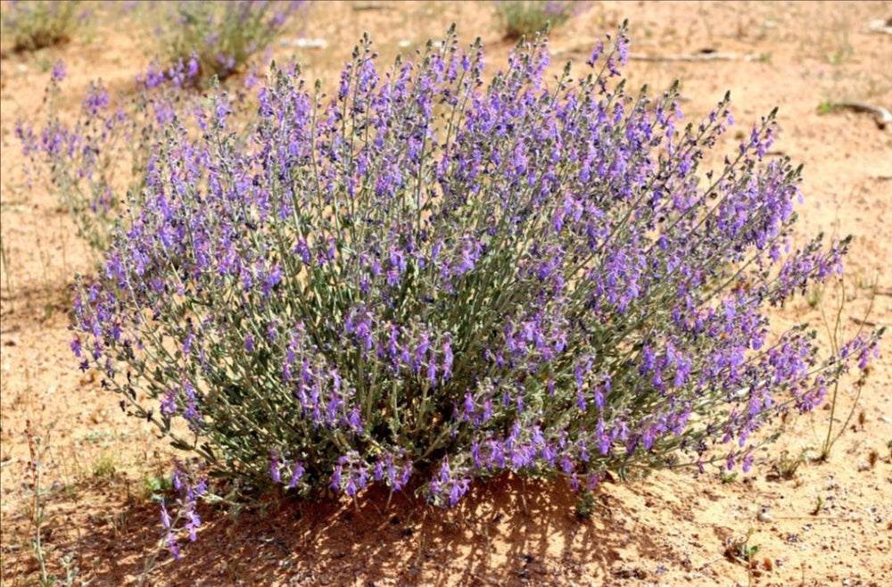 How to Grow Teucrium oliverianum from Seeds – C...