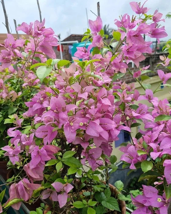 bougainvilleaformosaplants.webp?v=1758374567